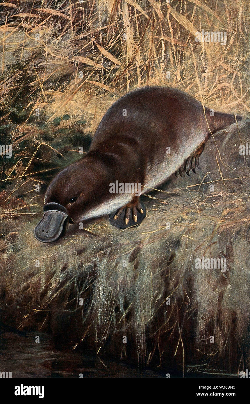 Ornithorhynchus anatinus illustration hi-res stock photography and ...