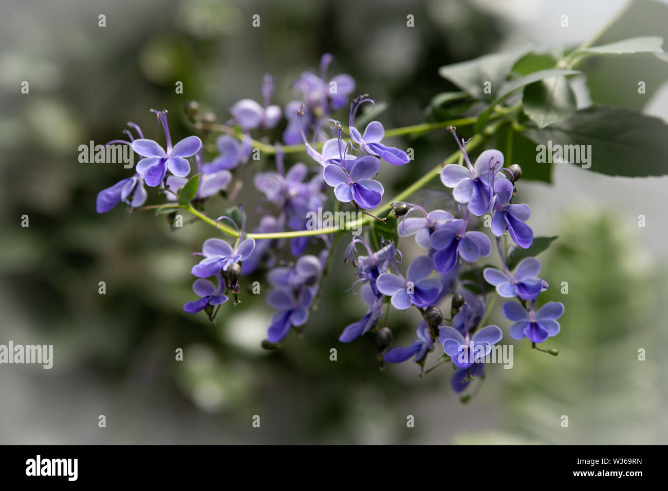 Blue Butterfly Bush flower or Blue Glorybower, Blue Wings. Its Latin ...
