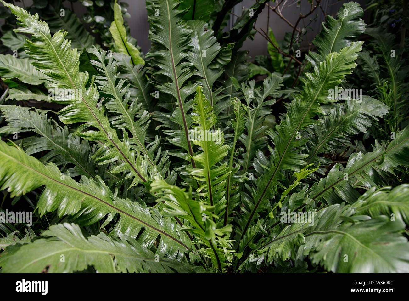 macro Photo of green fern petals. Garden ornamental fern- Nephrolepis ...