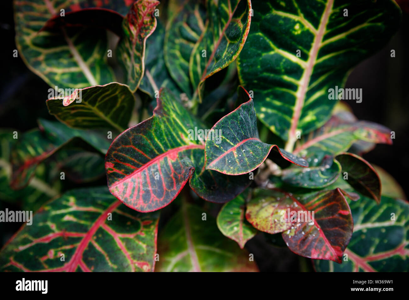 Garden croton or variegated croton Codiaeum variegatum colorful vivid ...