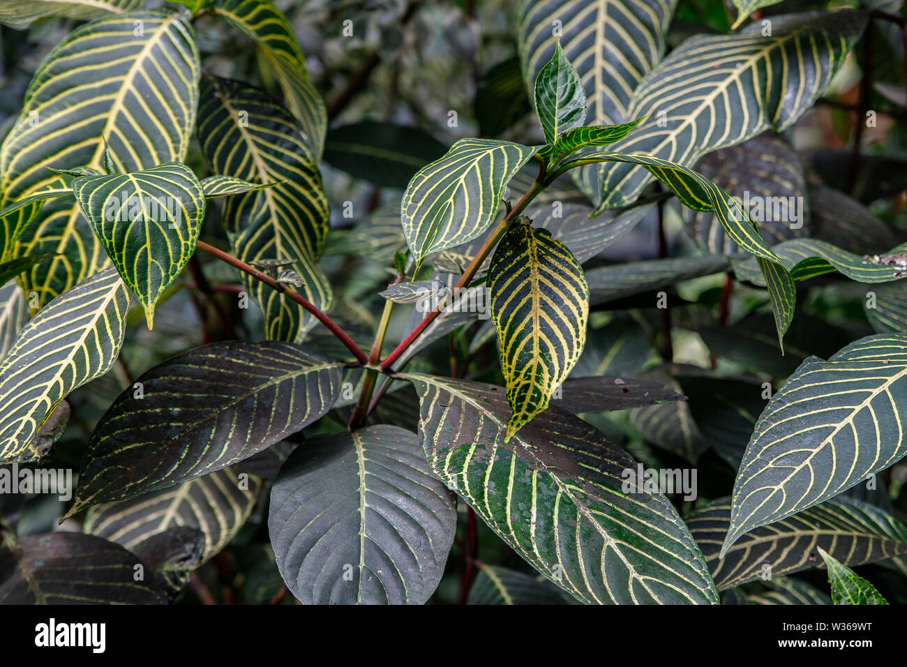 Zebra Plant Pattern Sanchezia parvibracteata . The largest form of ...