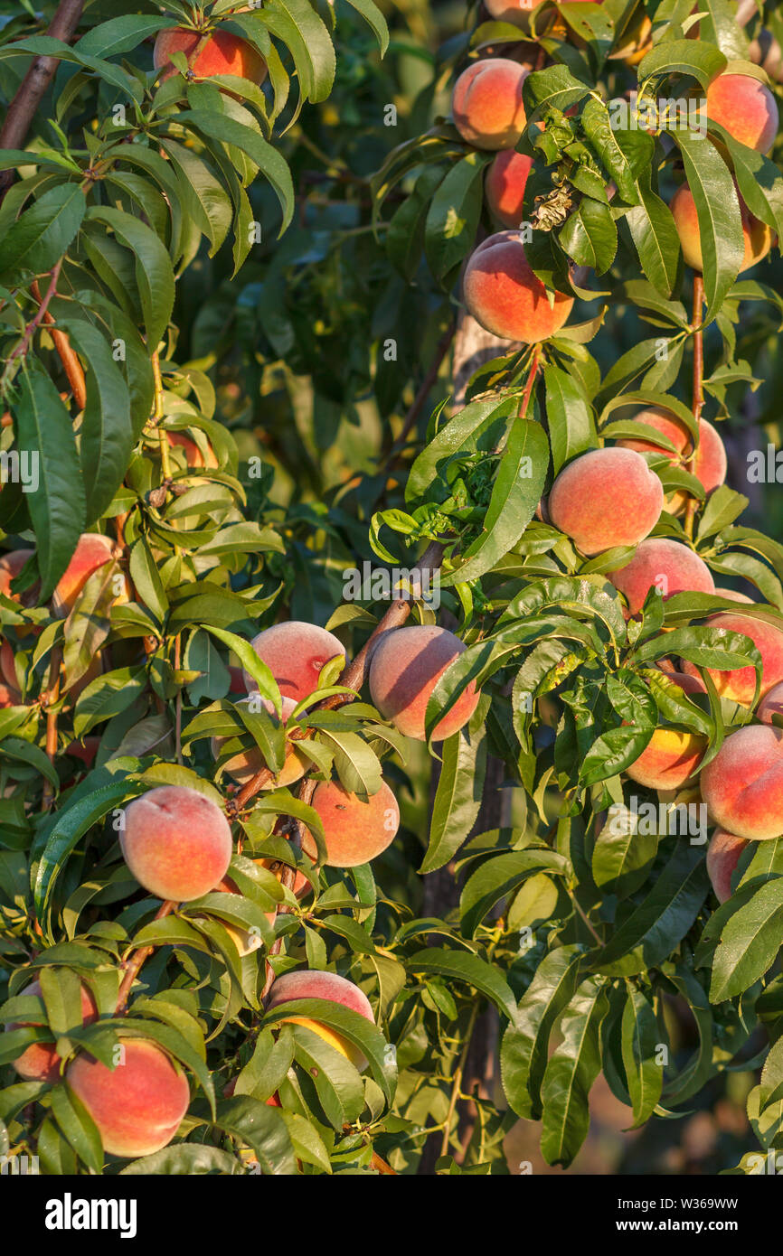 A lot of ripe peaches hanging on a tree with green leaves in the ...