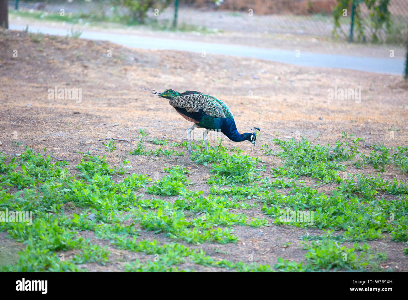 Bright peacock bird closeup, beautiful peacock with colorful plumage in ...