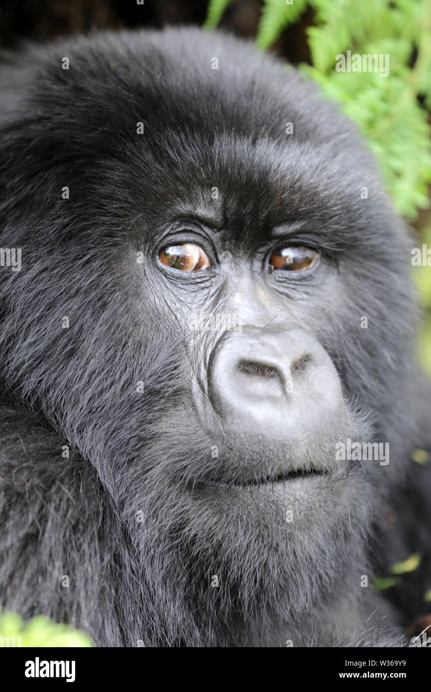 Portrait relaxing mountain gorilla hi-res stock photography and images ...