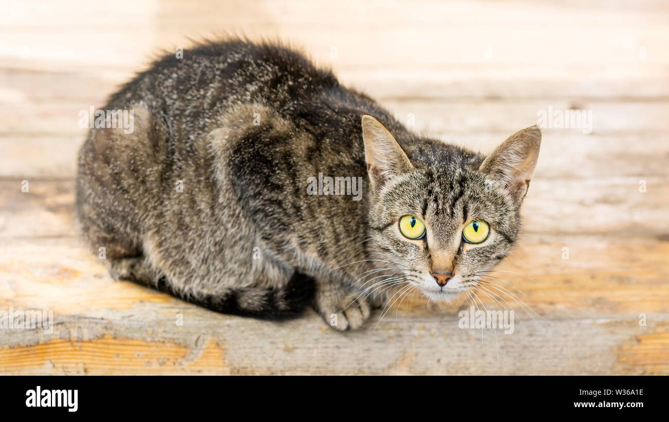 An angry cat sits on a wooden base. Color striped cat with signs of ...