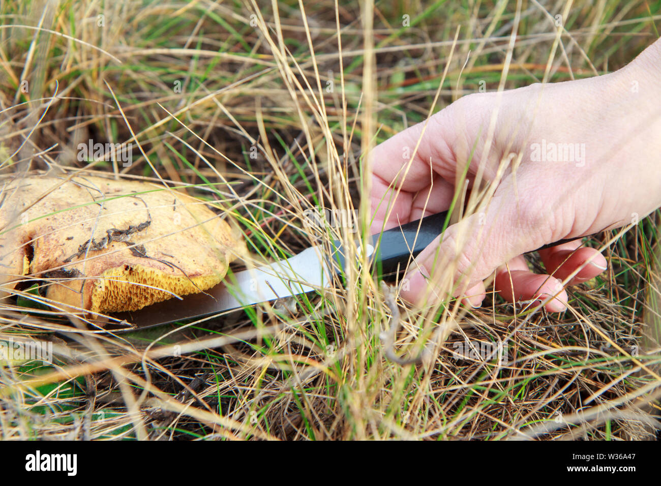 Mature mushroom hi-res stock photography and images - Alamy