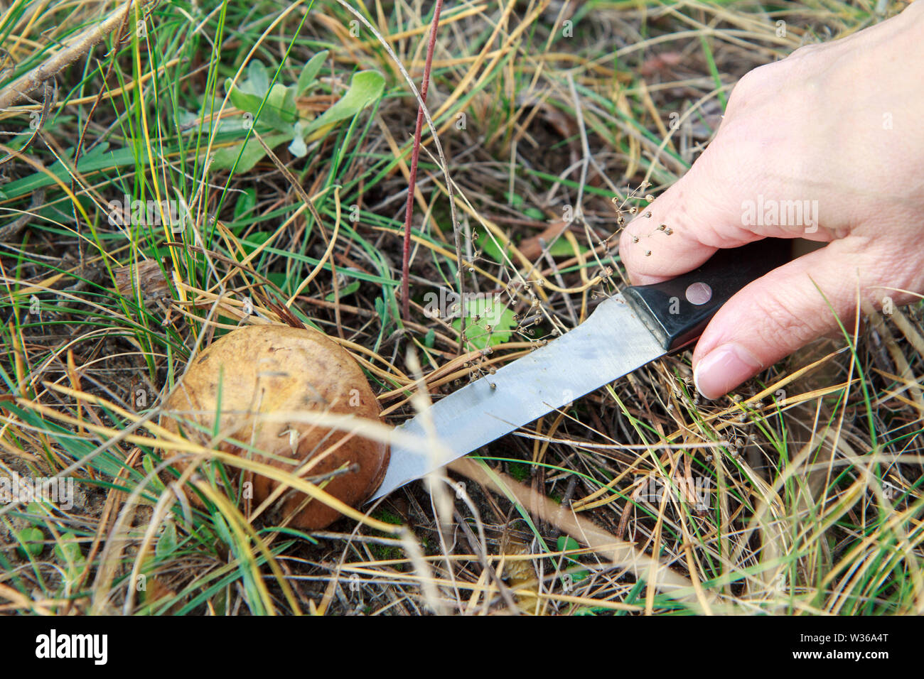 The search for mushrooms in the woods. Mushroom picker. Female hand ...