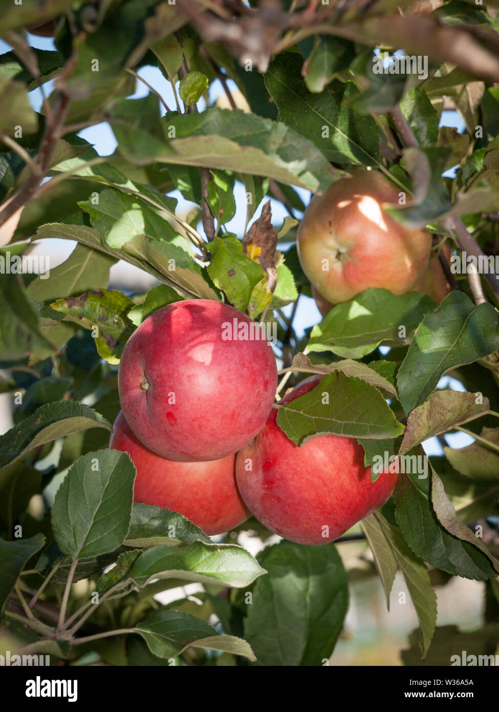 Red apple ripens on the branch in the garden. Mellow apples hanging ...