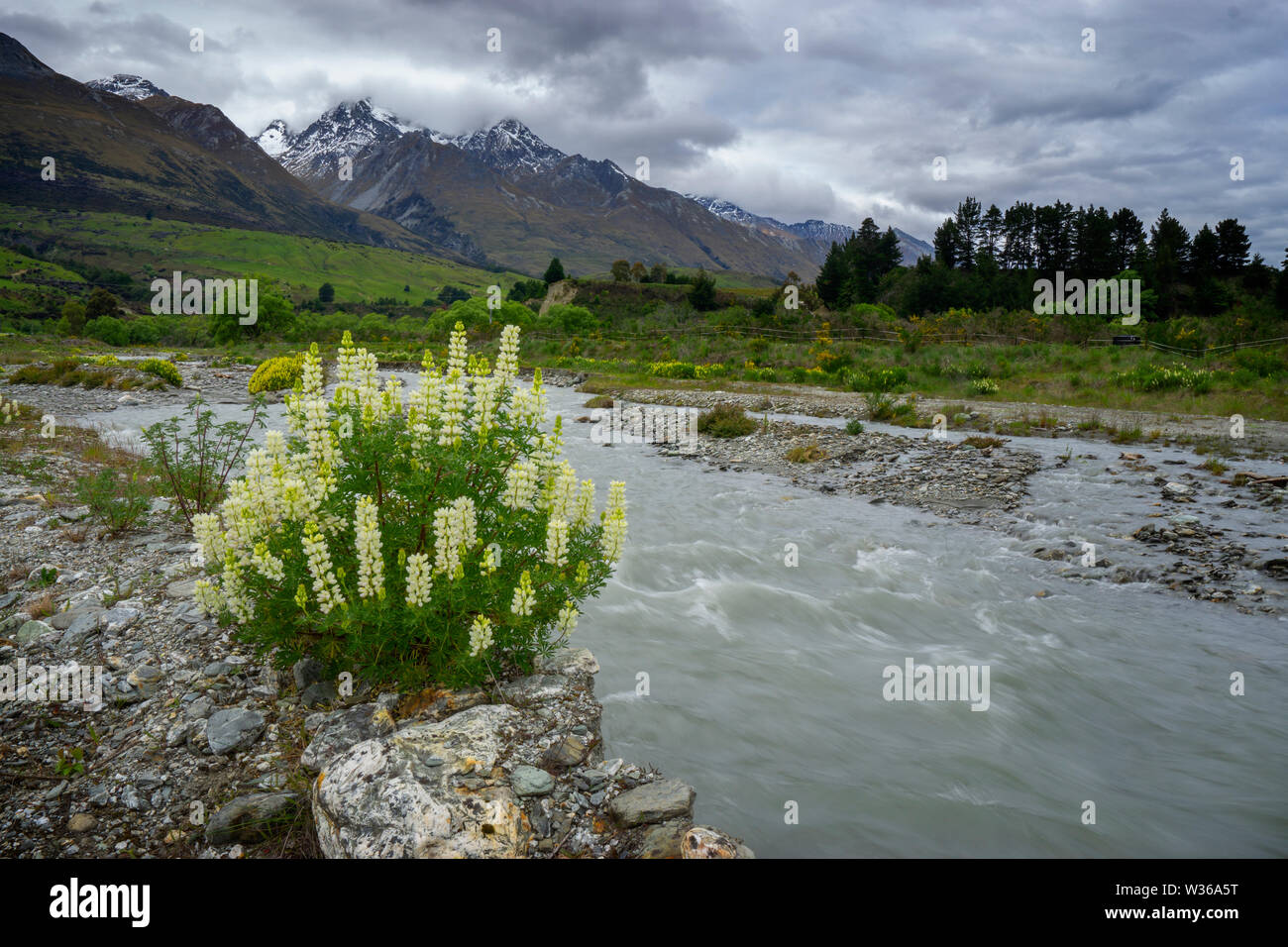 Yellow Tree Lupin (Lupinus arboreus) in stoney creek bed, Glenorchy ...