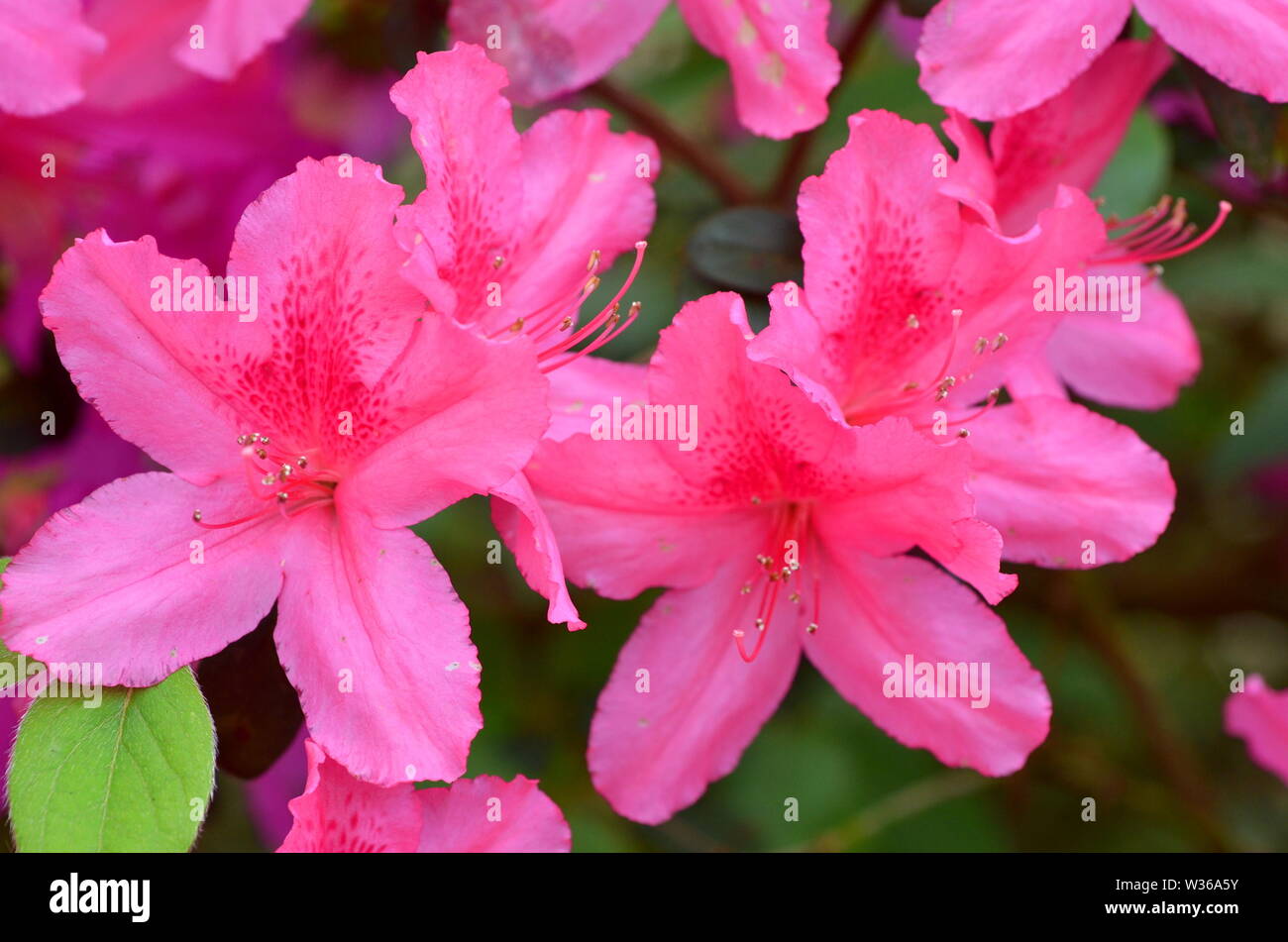 Louisiana USA - Close up of pink blooming southern azaleas ...