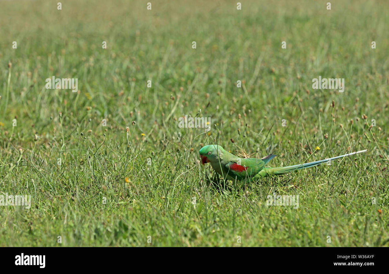 Green parrot eating in Australia Stock Photo - Alamy