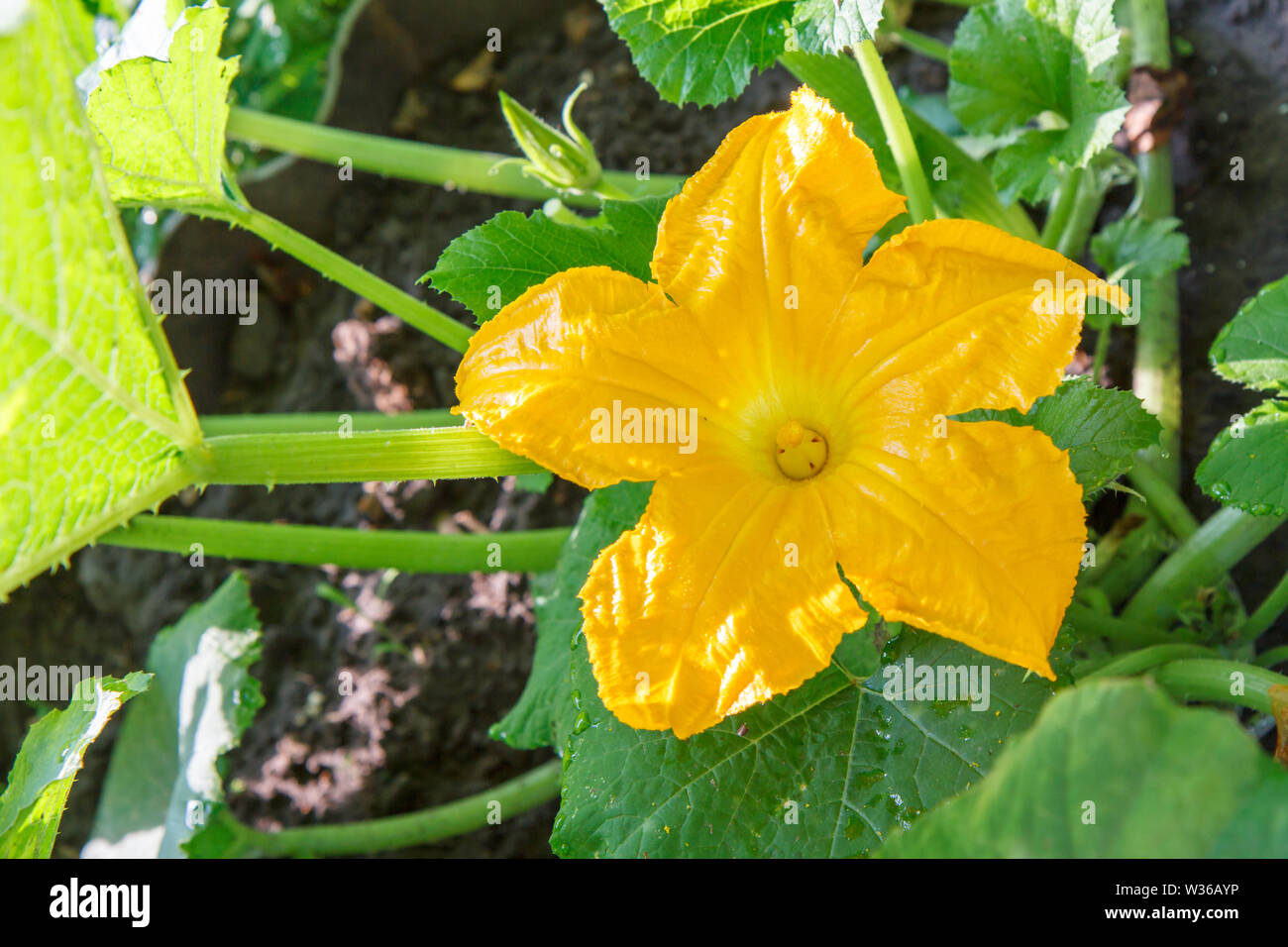 Flower of vegetable marrow growing on bush. Zucchini plant and flower ...