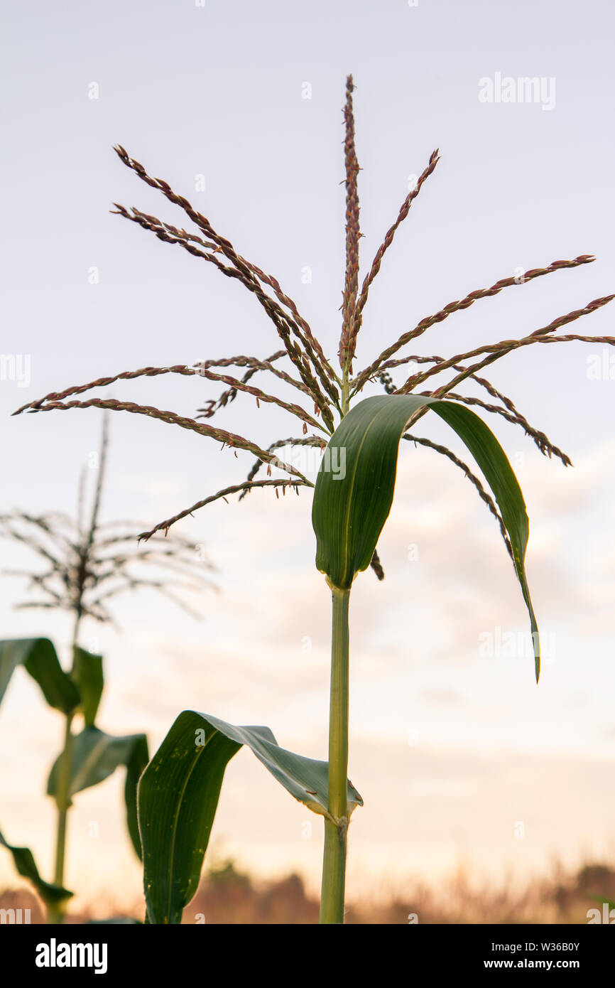 Top of corn plants with sky on the background. Ears of corn with ...