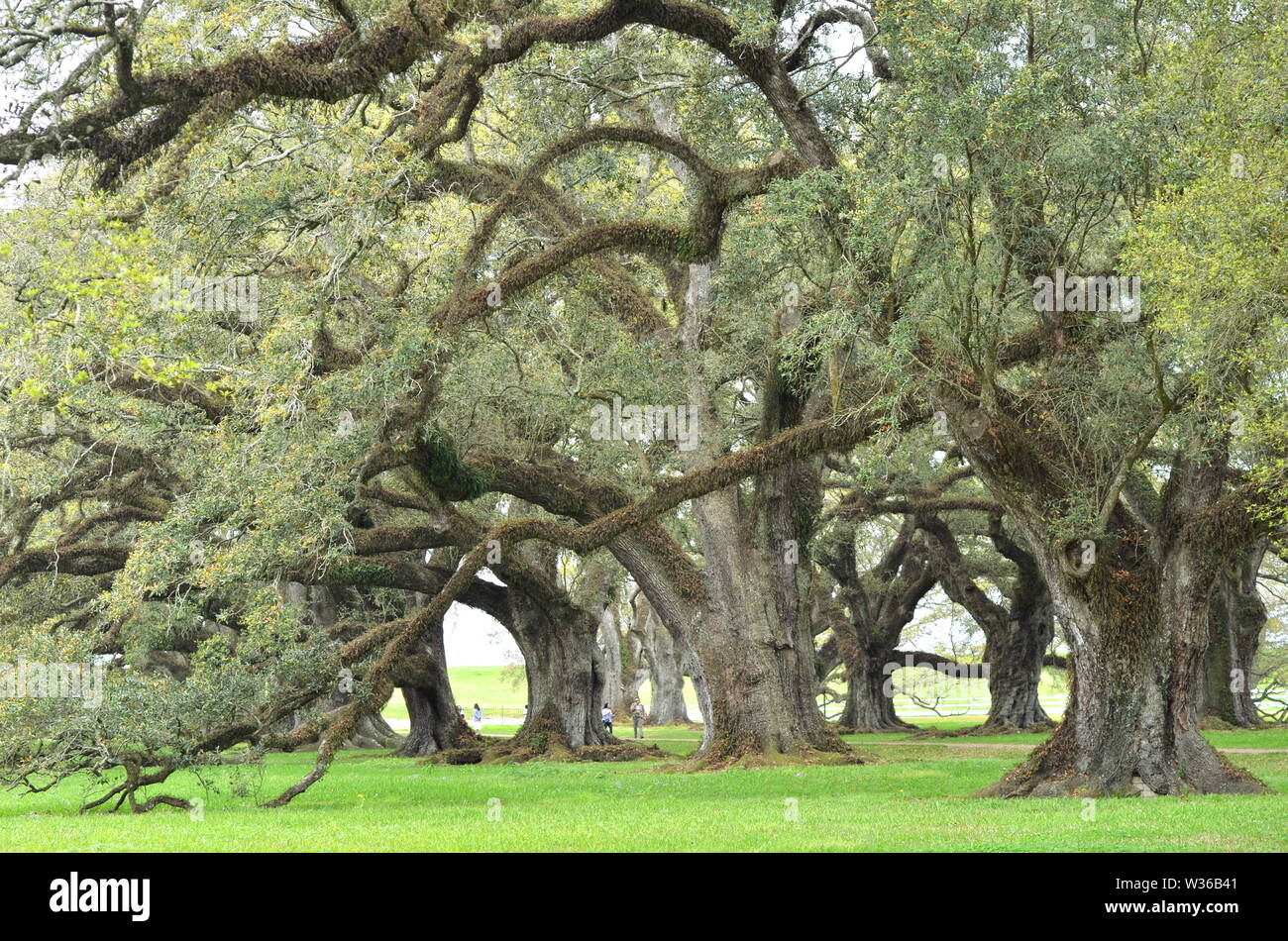Beautiful Old Southern Live Oak Trees Quercus Virginiana In Louisiana Usa In Parkland Gardens