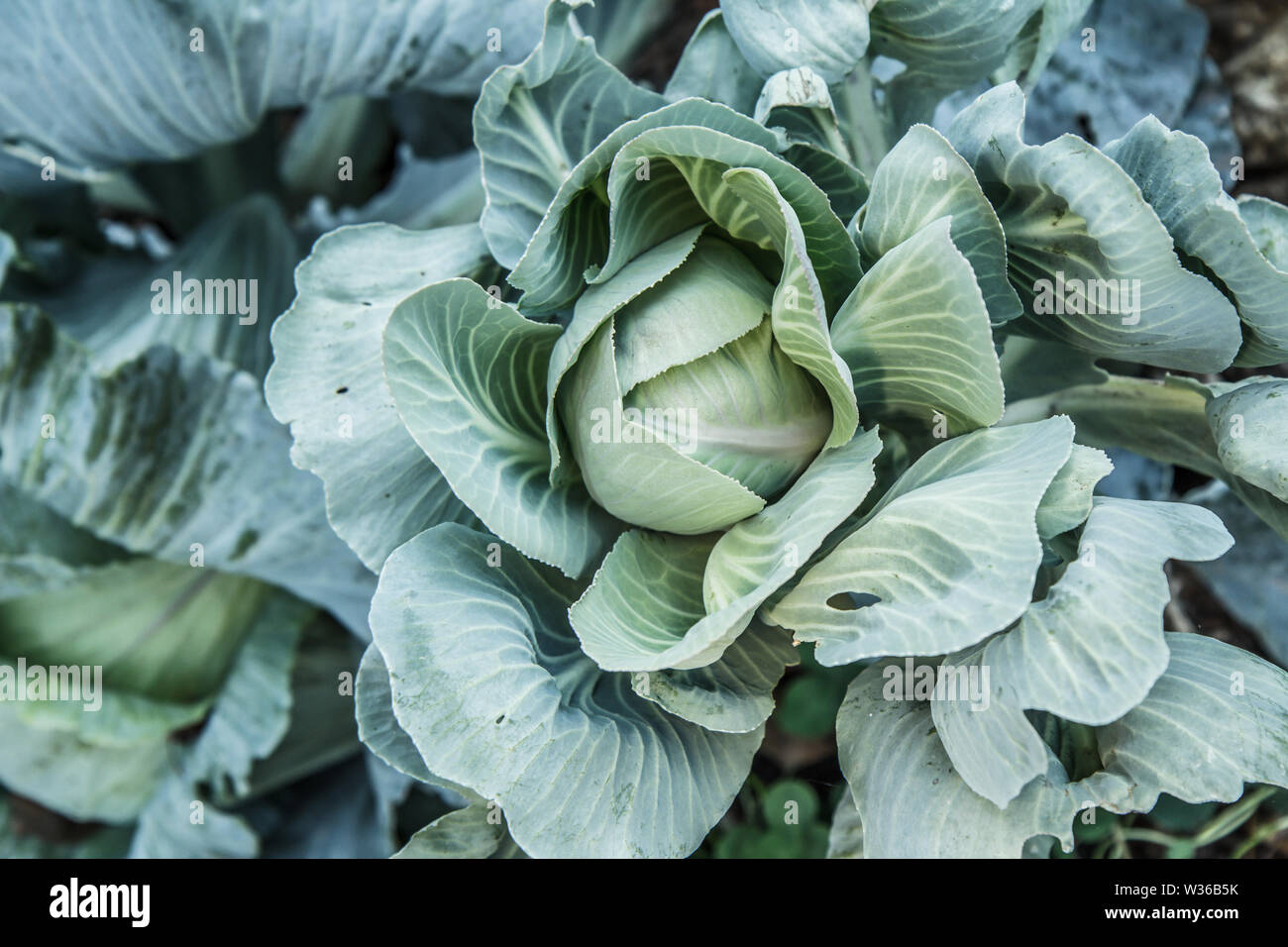 Little headed cabbage and big leaves on the garden bed. Natural and ...