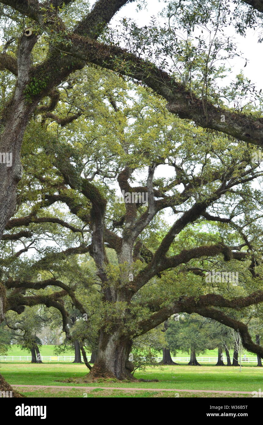 Beautiful Old Southern Live Oak Trees Quercus Virginiana In Louisiana Usa In Parkland Gardens