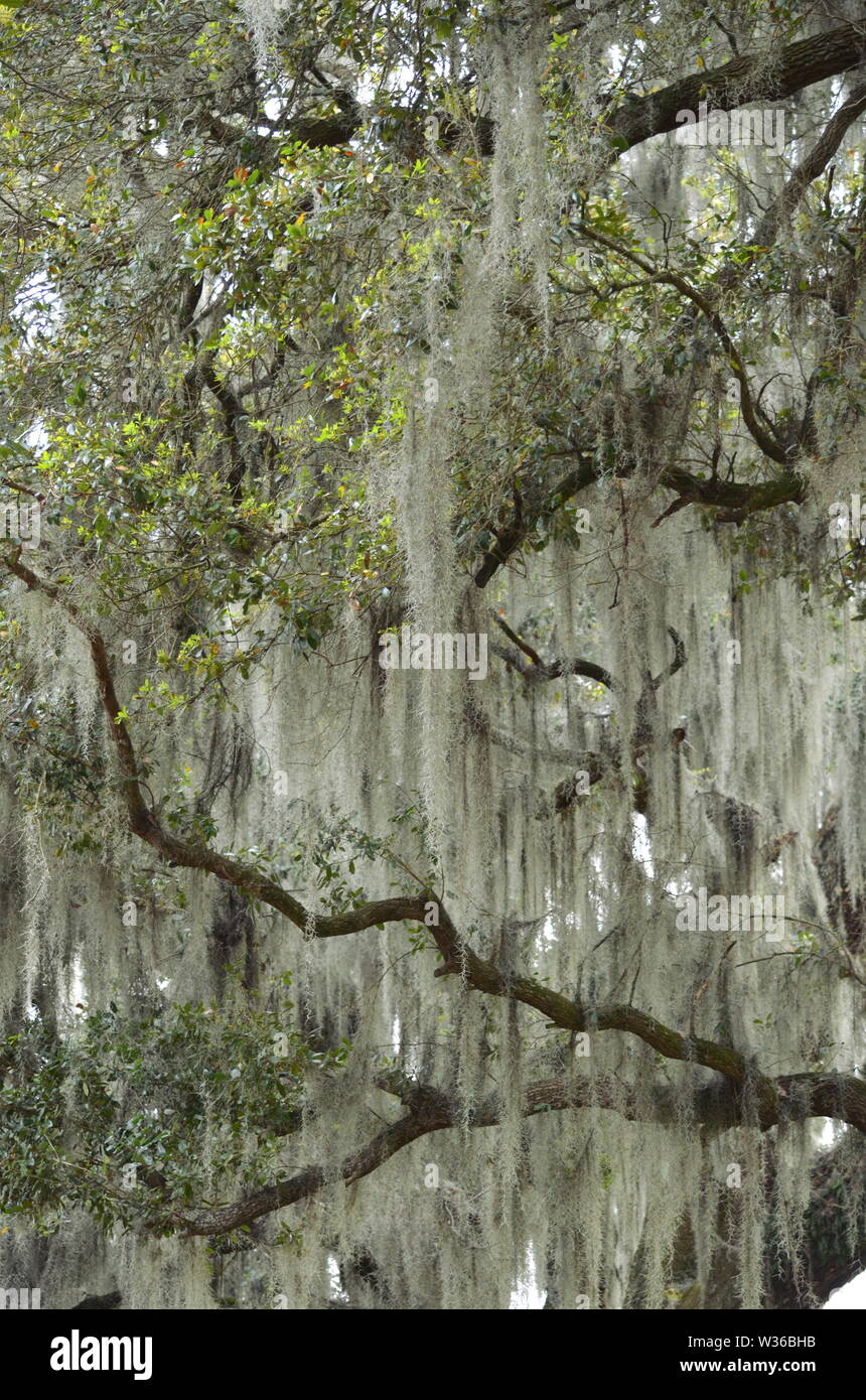 Spanish Moss Trees In Louisiana at Sue Shade blog