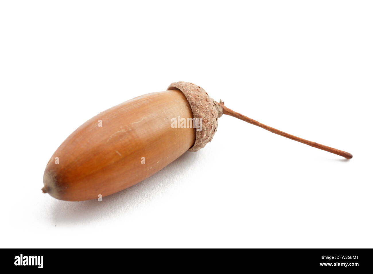 Natural nut tree wood Cut Out Stock Images & Pictures - Alamy