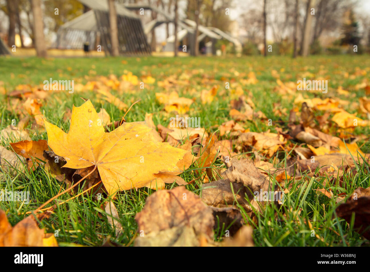Trees and fallen yellow leaves in the city park on autumn sunny day ...