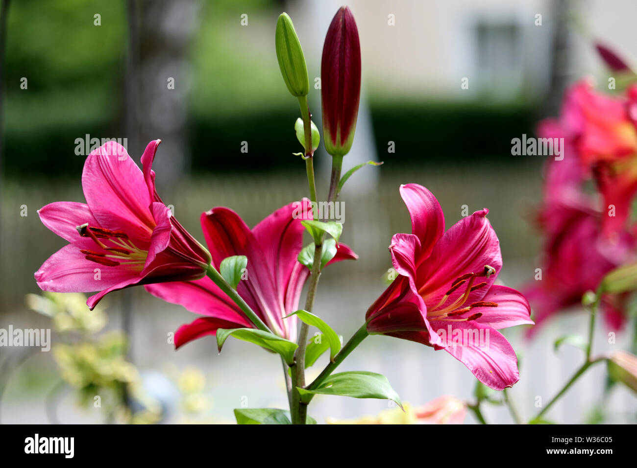 rare tree lily (lignum lilium) in summer garden Stock Photo - Alamy