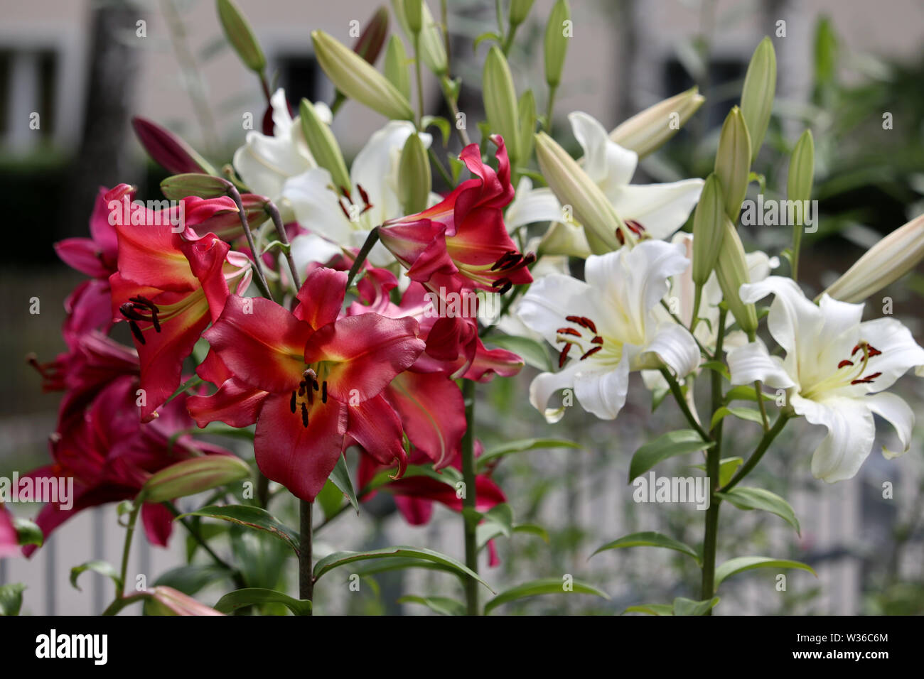 rare tree lily (lignum lilium) in summer garden Stock Photo - Alamy