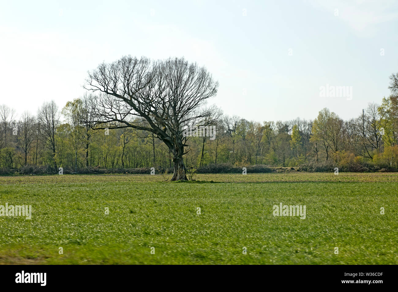 Tree backgrounds wallpapers in high quality fine art prints Stock Photo ...