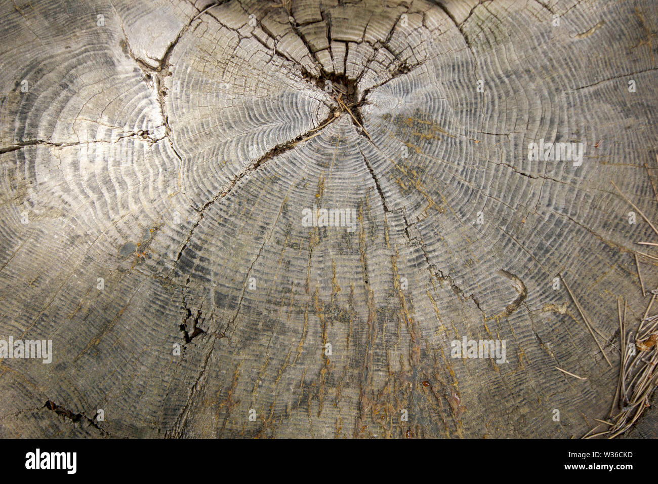 Tree rings texture background Stock Photo - Alamy