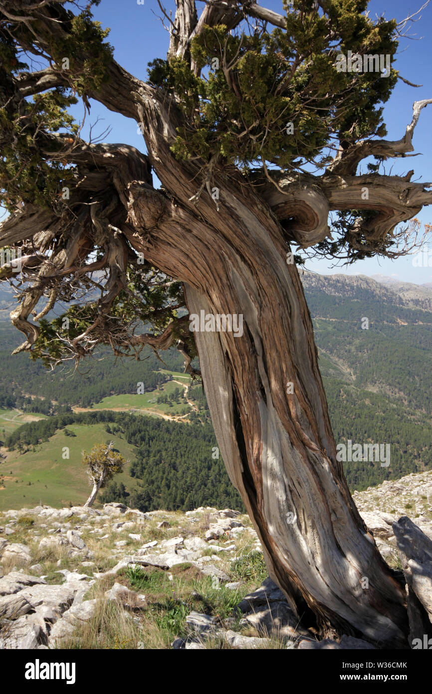 juniper tree in high mountains Stock Photo - Alamy