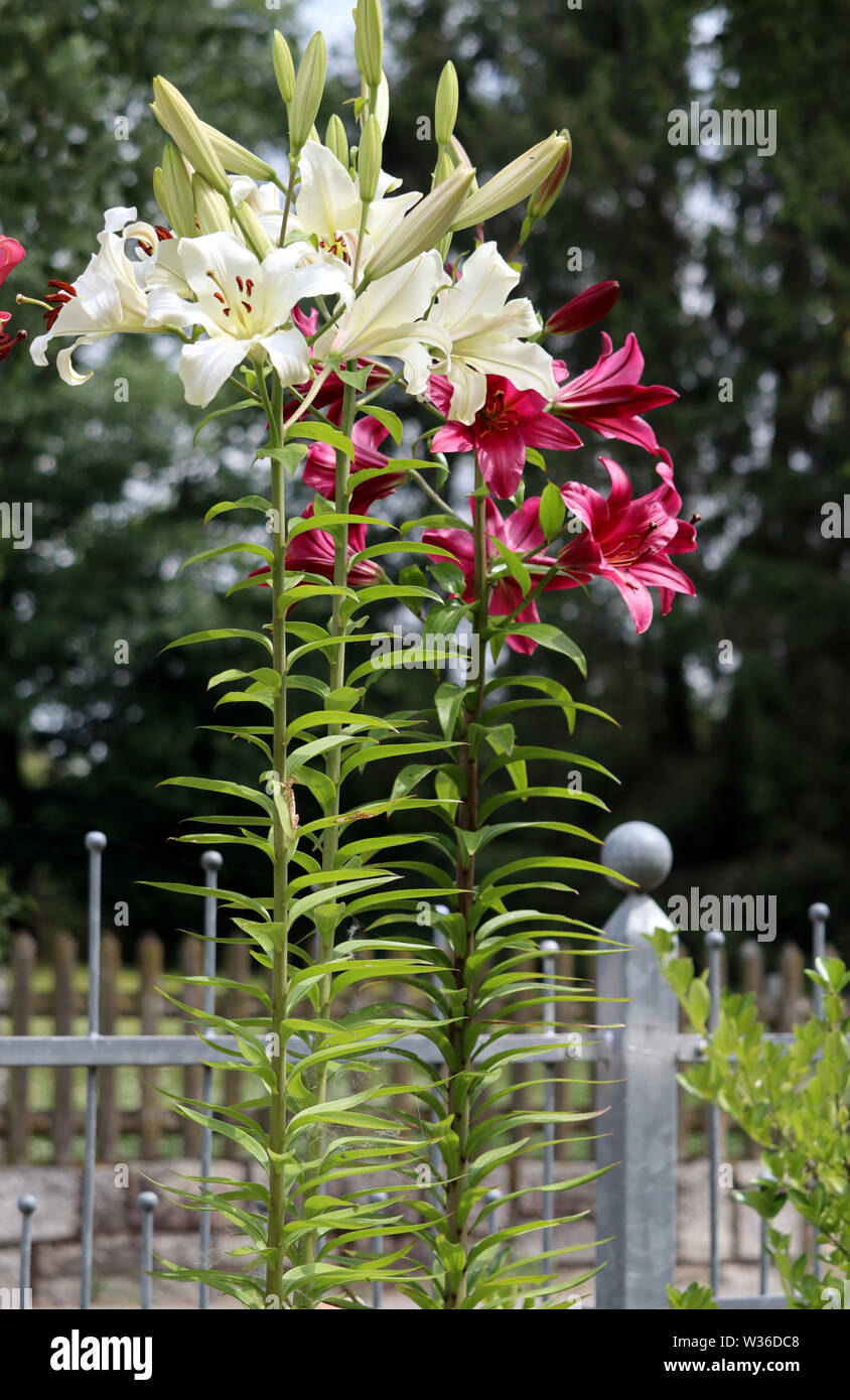 Tree lily hi-res stock photography and images - Alamy