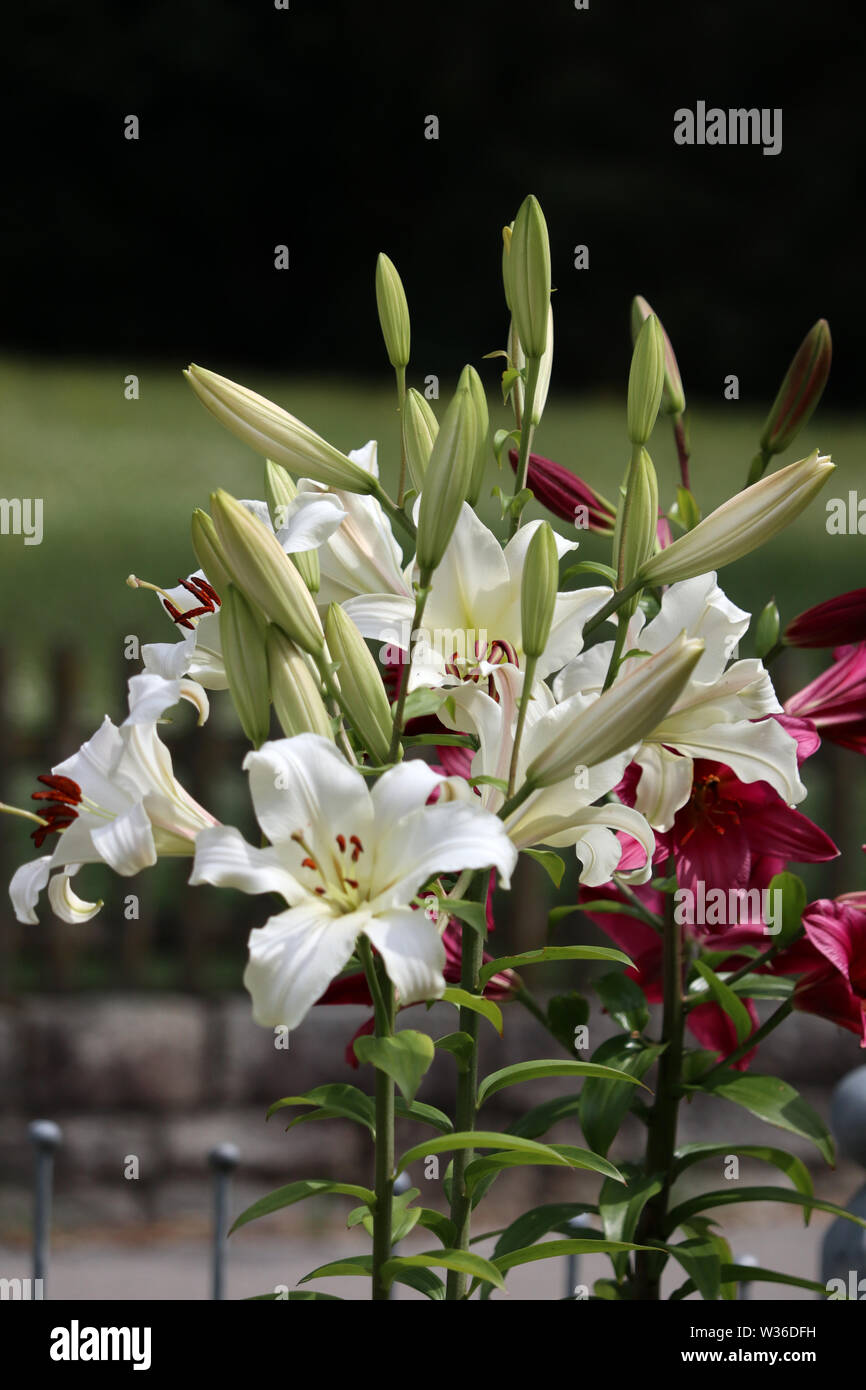 rare tree lily (lignum lilium) in summer garden Stock Photo - Alamy