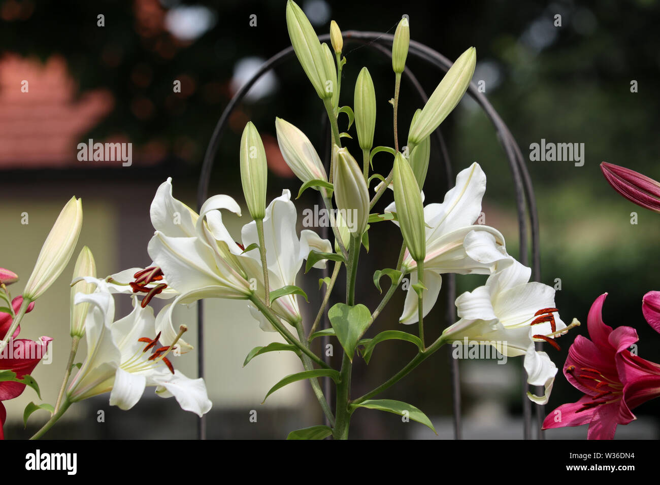 Tree lily hi-res stock photography and images - Alamy