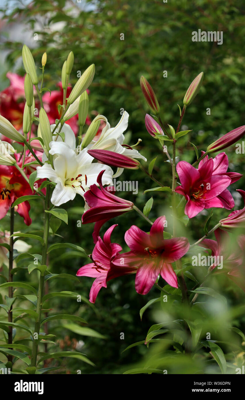 rare tree lily (lignum lilium) in summer garden Stock Photo - Alamy