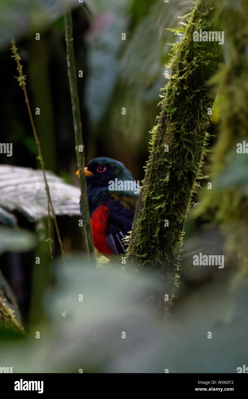 Ecuadorian cloud forest, animals and plants Stock Photo - Alamy