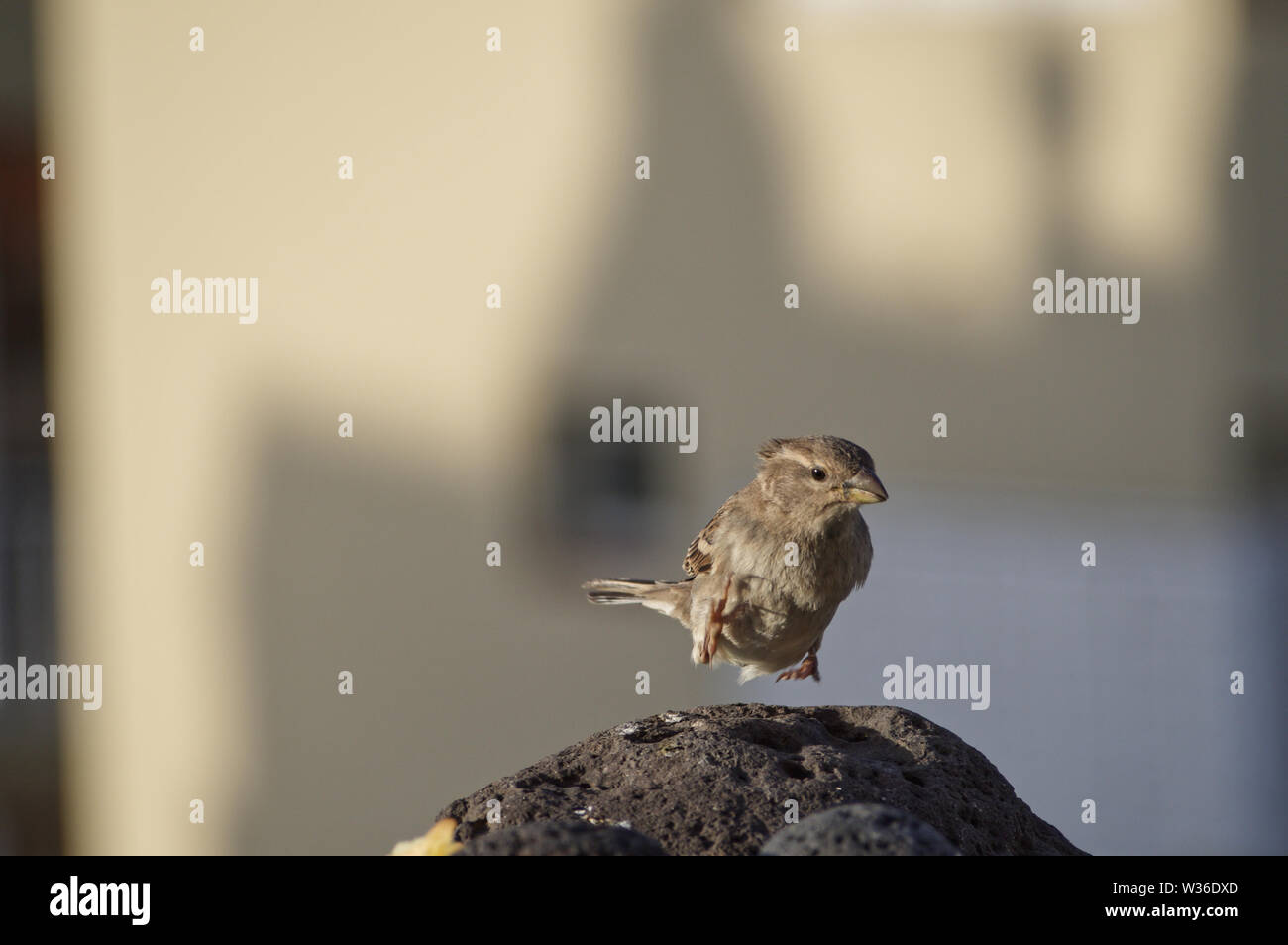 Jumping sparrow hi-res stock photography and images - Alamy