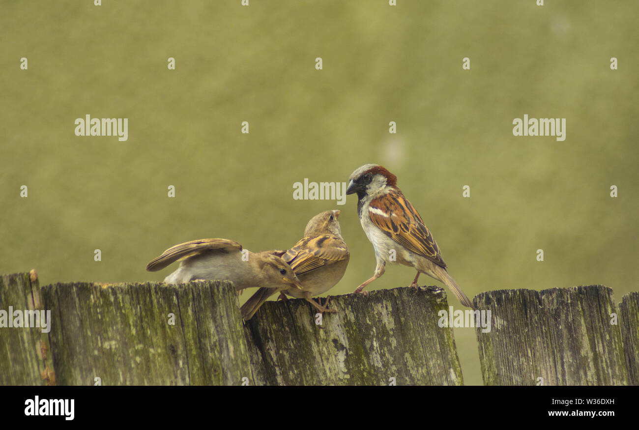 Stubby short bird hi-res stock photography and images - Alamy