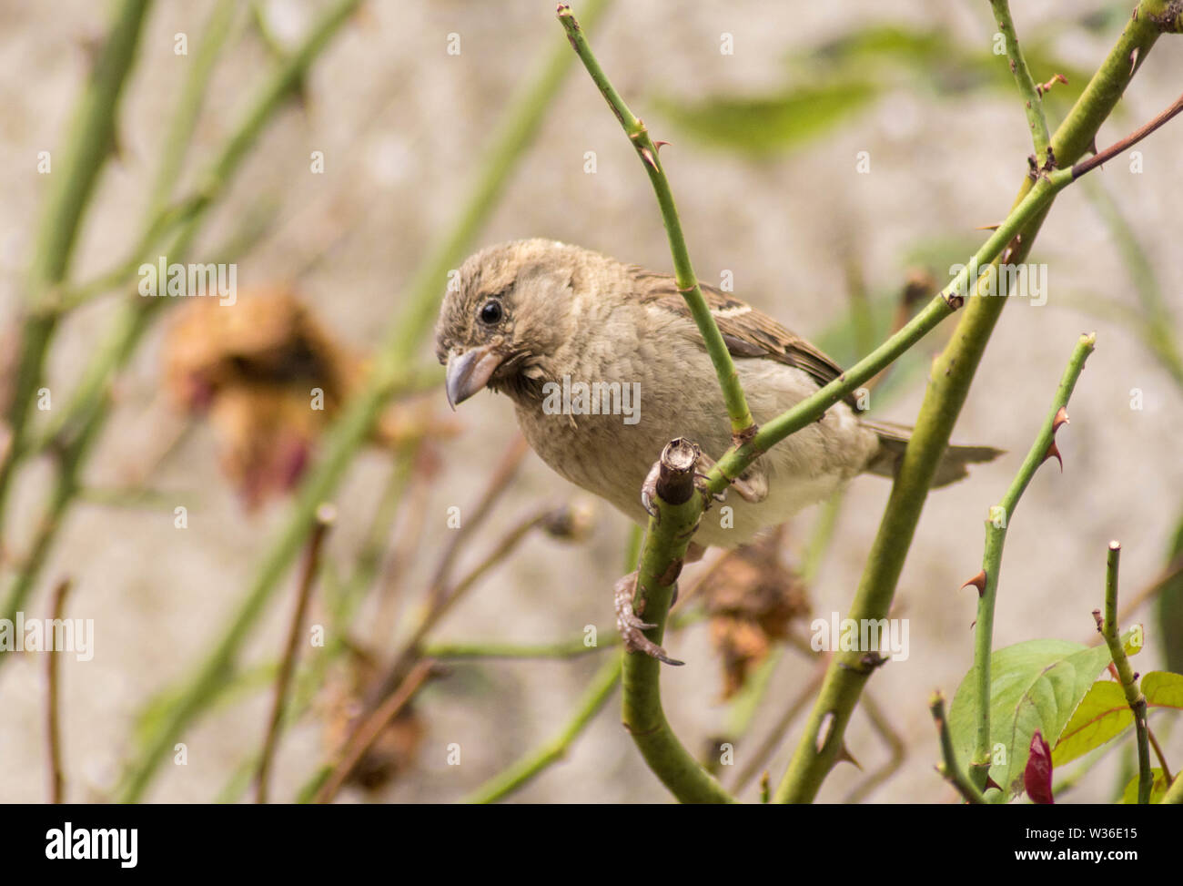 Short stubby beak hi-res stock photography and images - Alamy