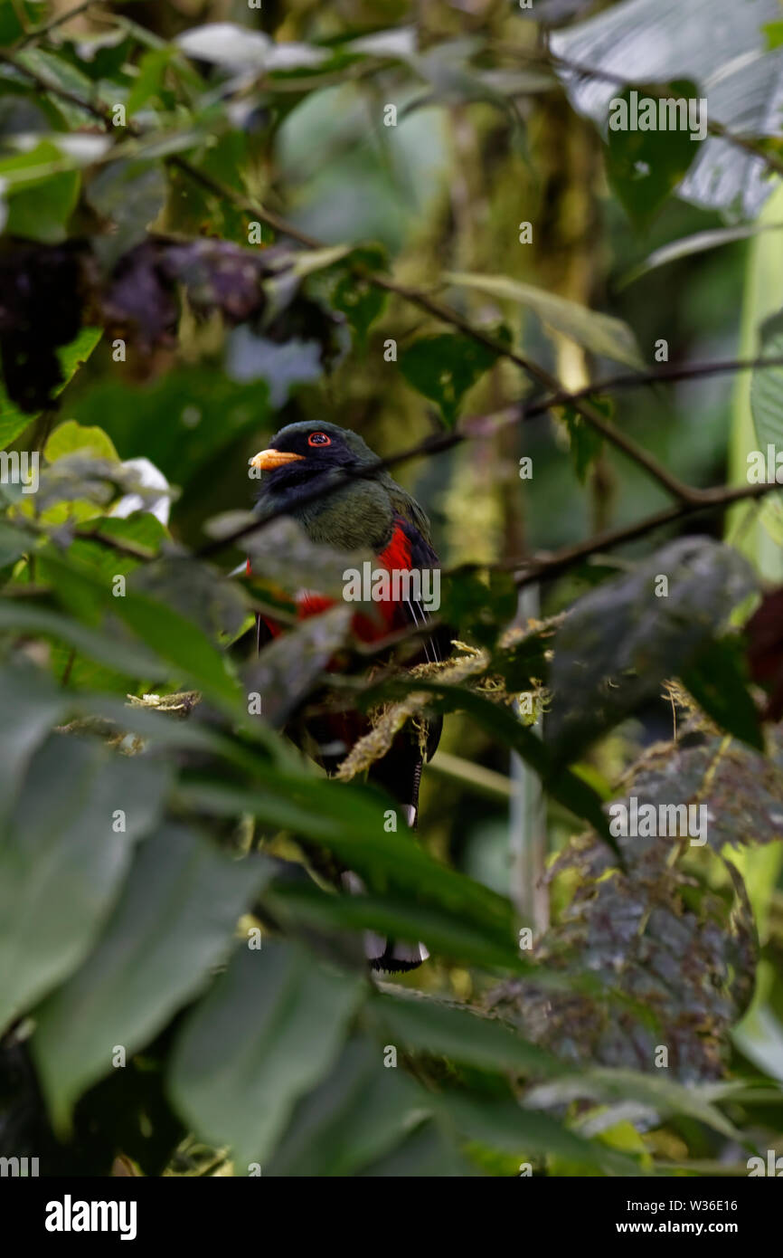 Ecuadorian cloud forest, animals and plants Stock Photo - Alamy