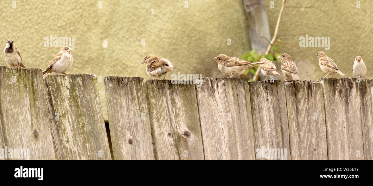 Stubby short bird hi-res stock photography and images - Alamy
