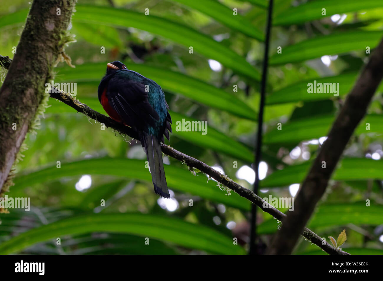 Ecuadorian cloud forest, animals and plants Stock Photo - Alamy