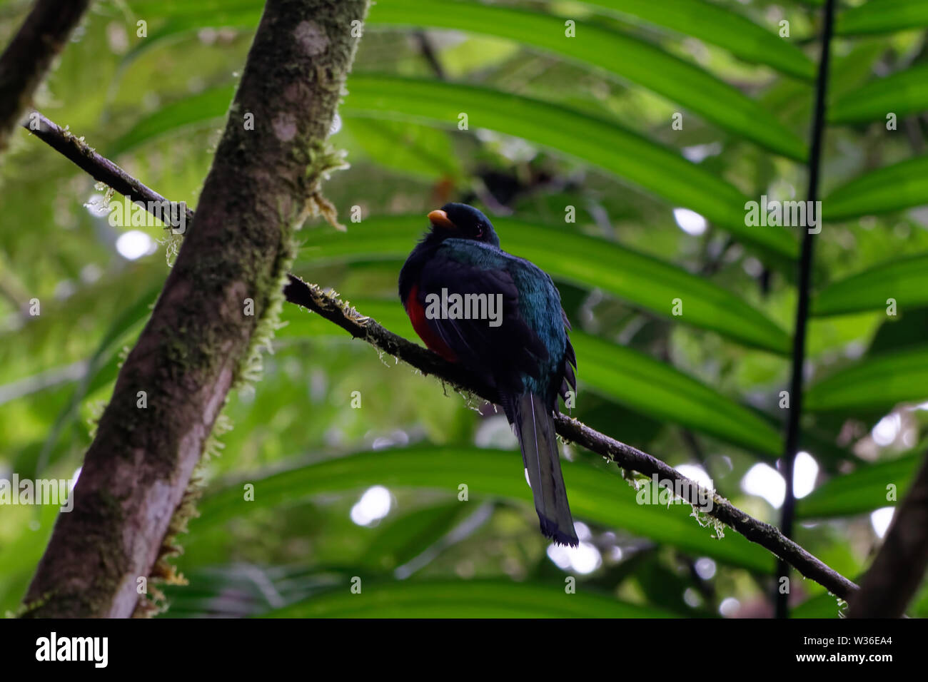 Ecuadorian cloud forest, animals and plants Stock Photo - Alamy