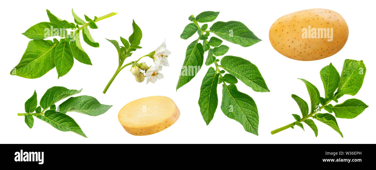 White potato stem hi-res stock photography and images - Alamy