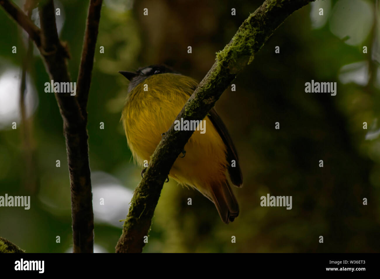Ecuadorian cloud forest, animals and plants Stock Photo - Alamy
