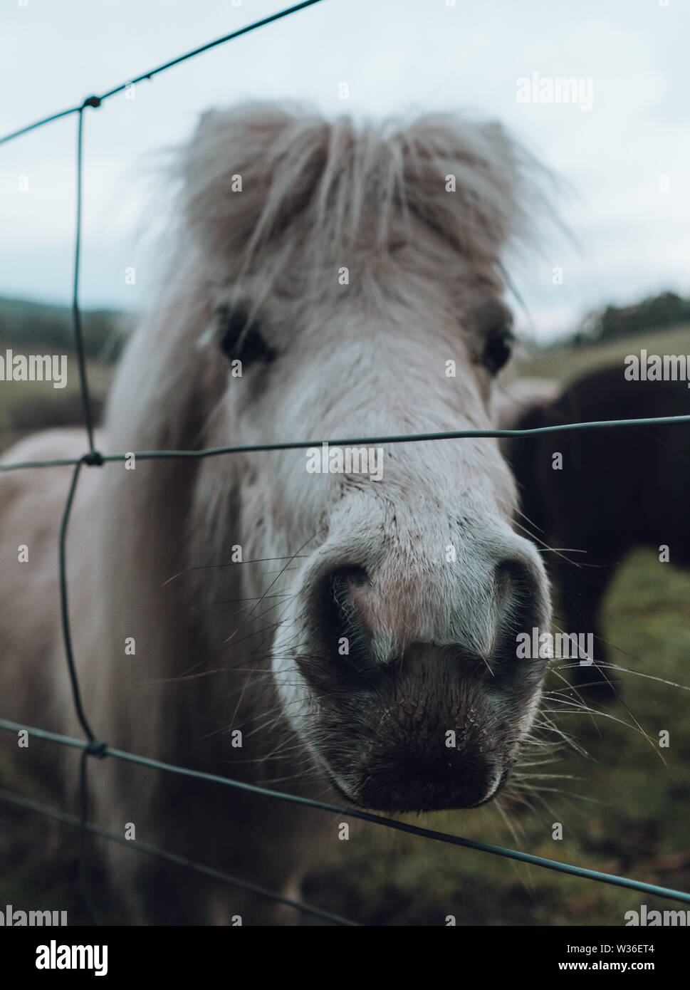 Pony farm in Tasmania Australian Stock Photo - Alamy