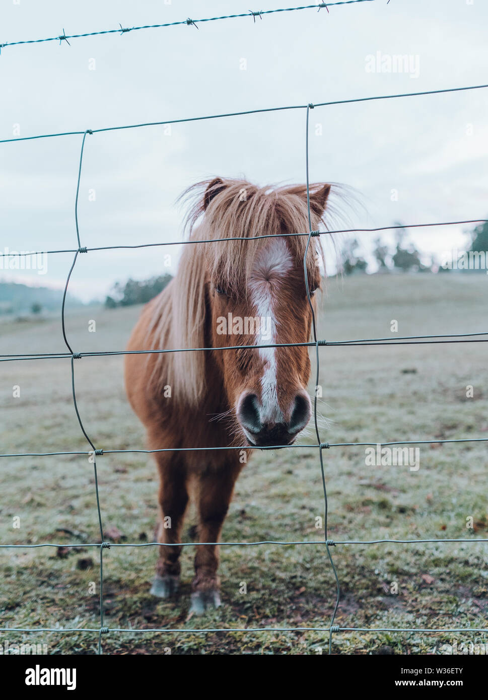 Pony farm in Tasmania Australian Stock Photo - Alamy