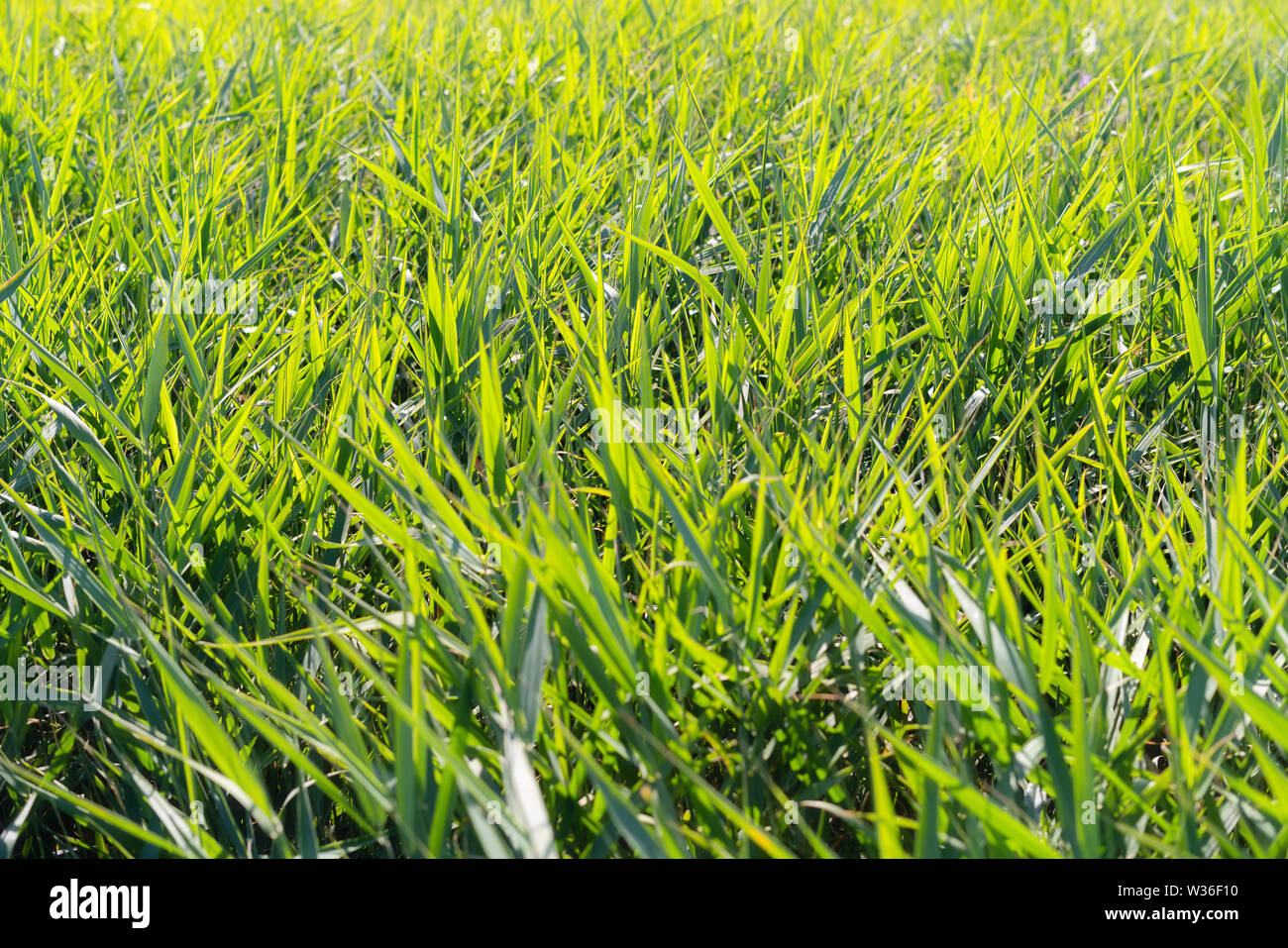 Green reeds rushes background. Brushwood of cane blowing in the wind ...