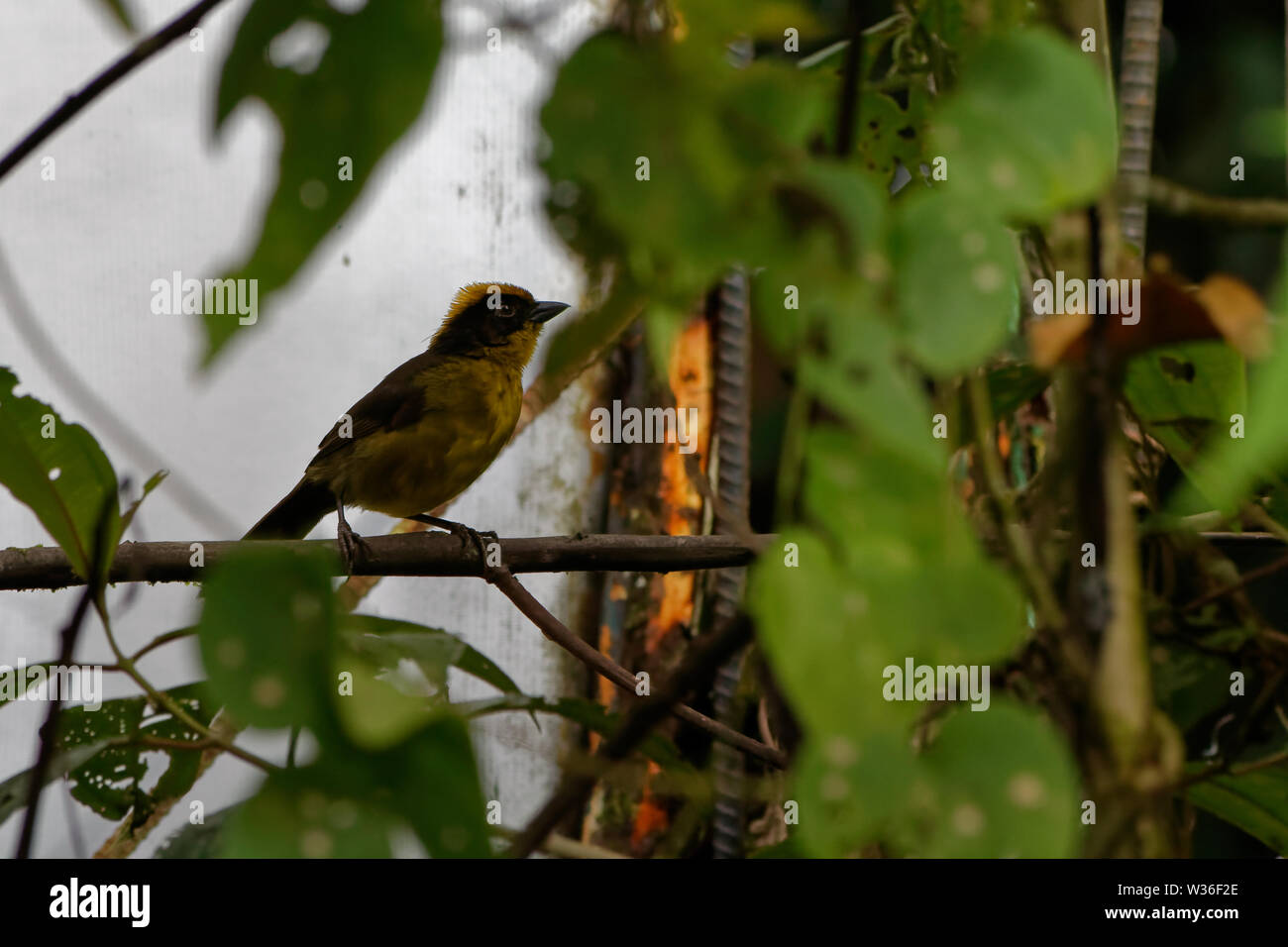 Ecuadorian cloud forest, animals and plants Stock Photo - Alamy