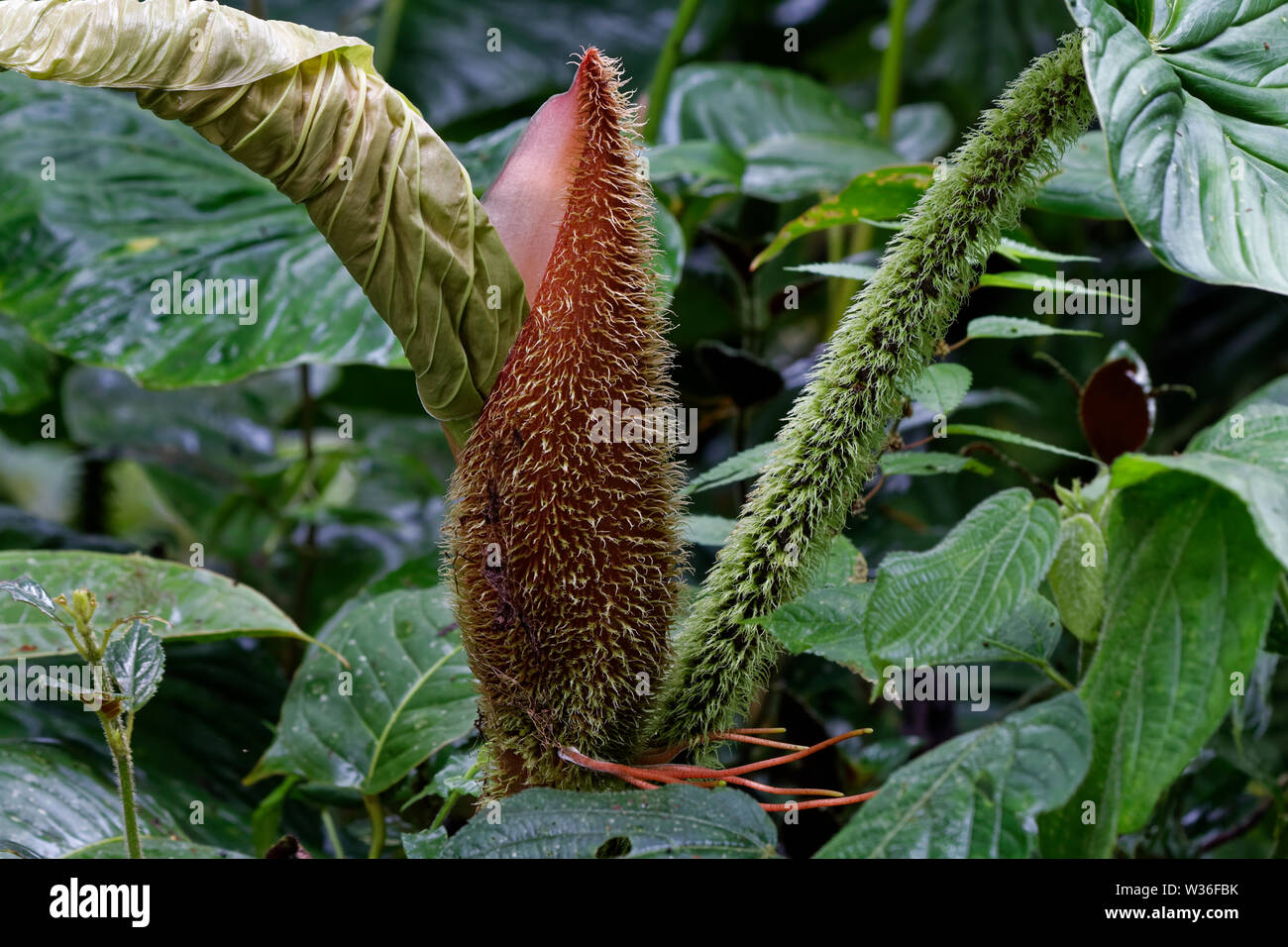 Ecuadorian cloud forest, animals and plants Stock Photo - Alamy