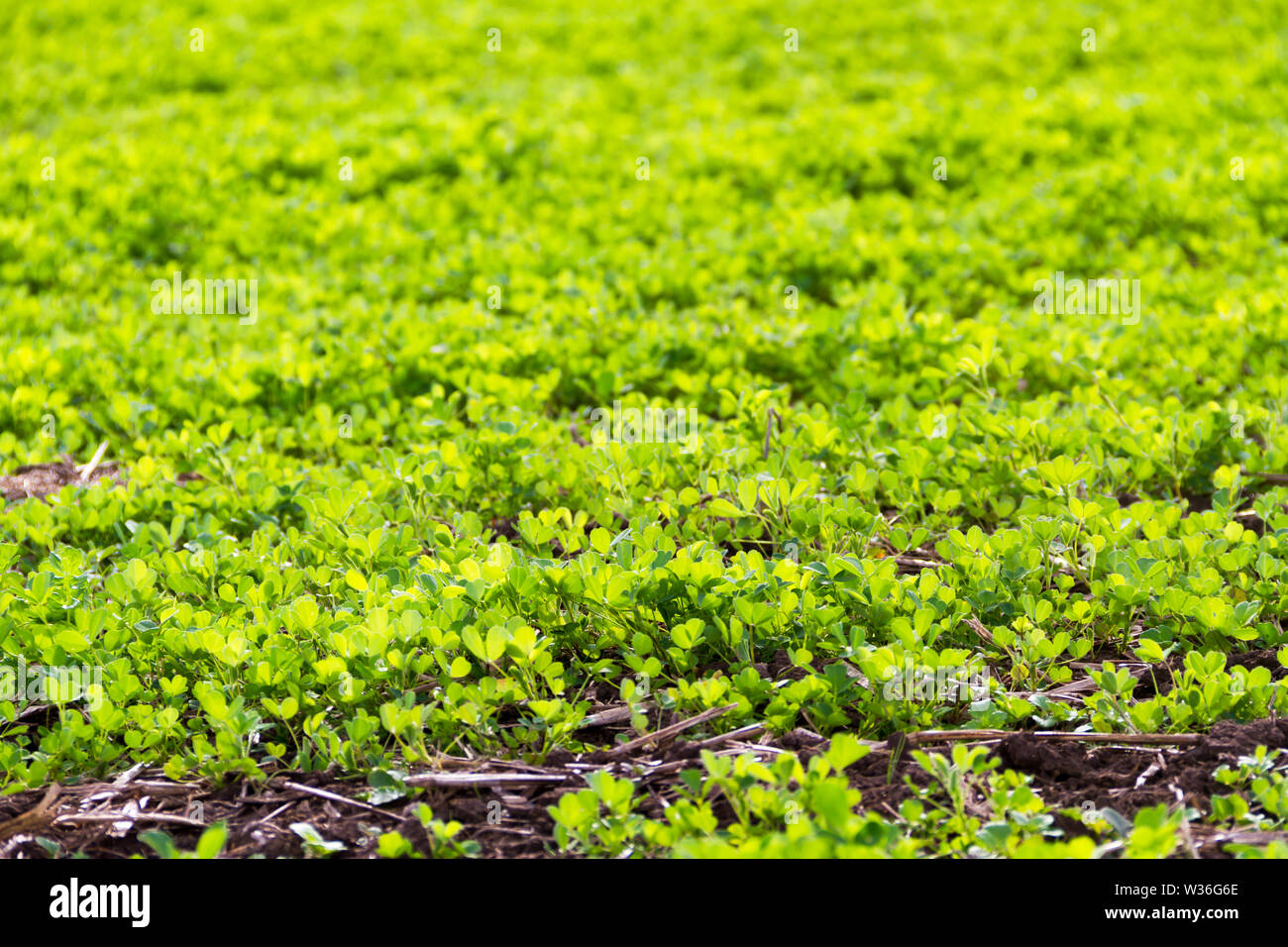 landscape with clover crop for fodder and mountains Stock Photo - Alamy