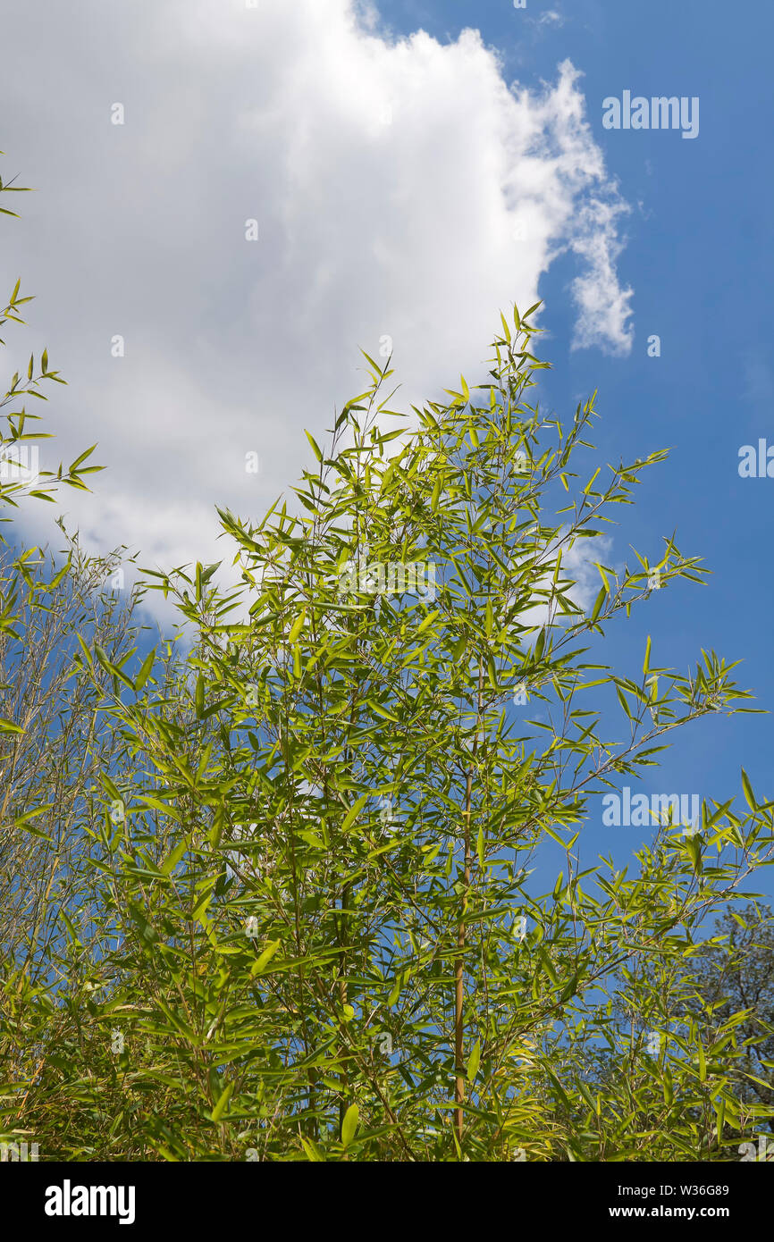 Bamboos, evergreen perennial flowering plants in the subfamily ...