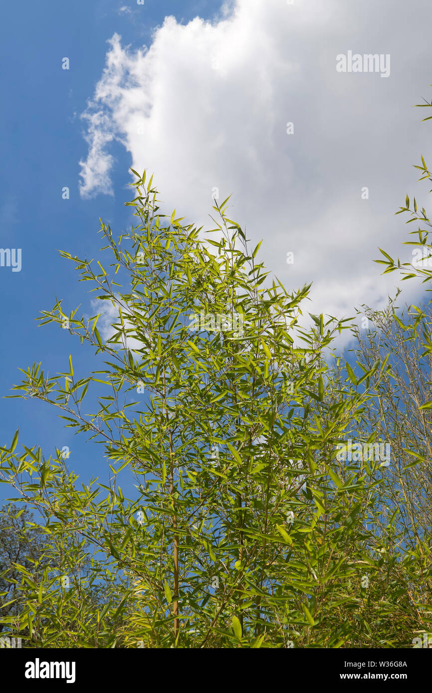 Bamboos, evergreen perennial flowering plants in the subfamily ...